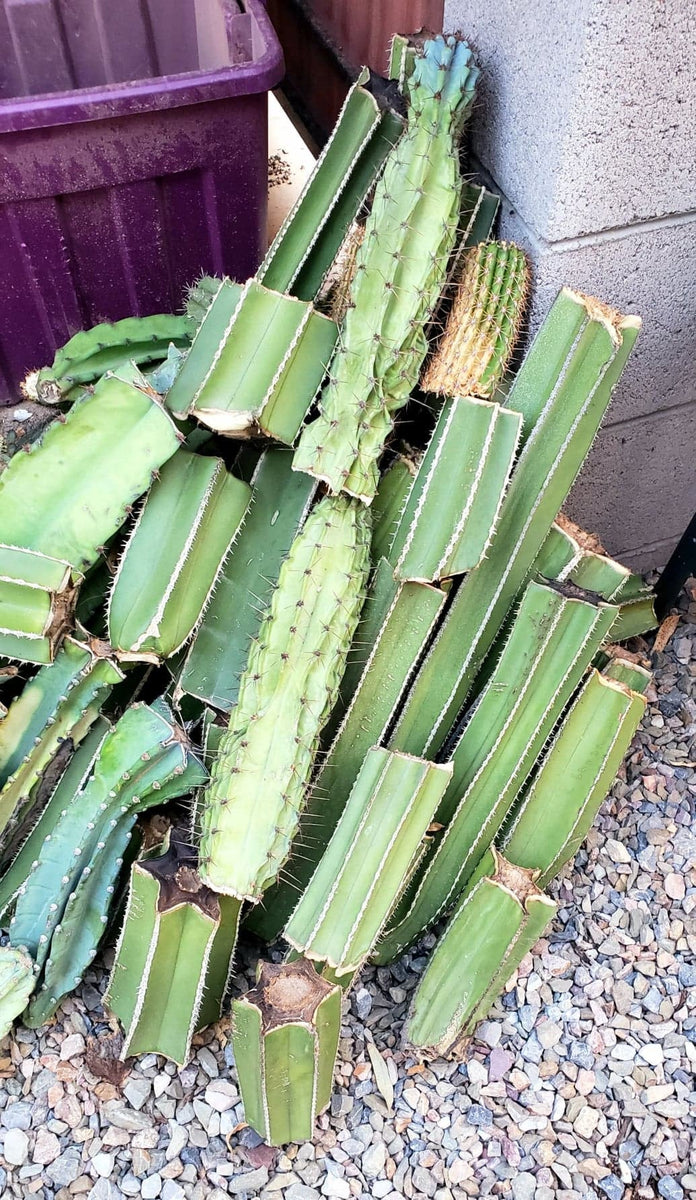 Cactus Cutting – Center Cut Cactus Live Succulent, Cacti Cutting Propa ...